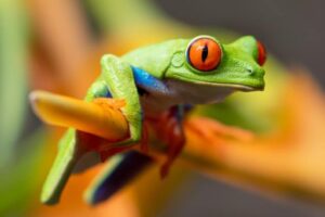 Frog Poop - Animals Around The Globe