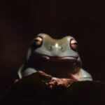 Frog Poop - Animals Around The Globe