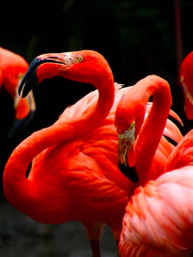 Top 10 Dumbest Animals In The World Animals Around The Globe Top 10 Dumbest Animals In The World Animals Around The Globe