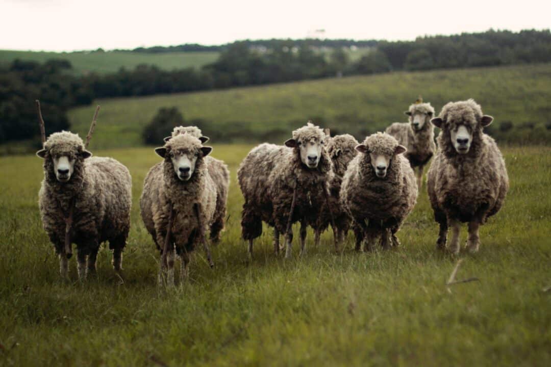 Meet the Sheep That Showed That Cloning Is Possible