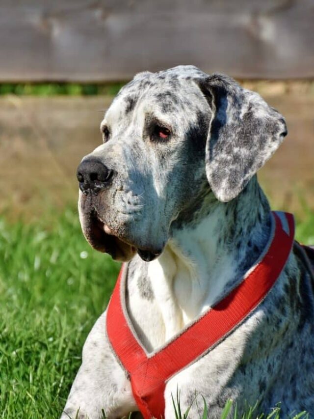This Great Dane Dog Is Obsessed with Her Self-Care Routine - Animals ...