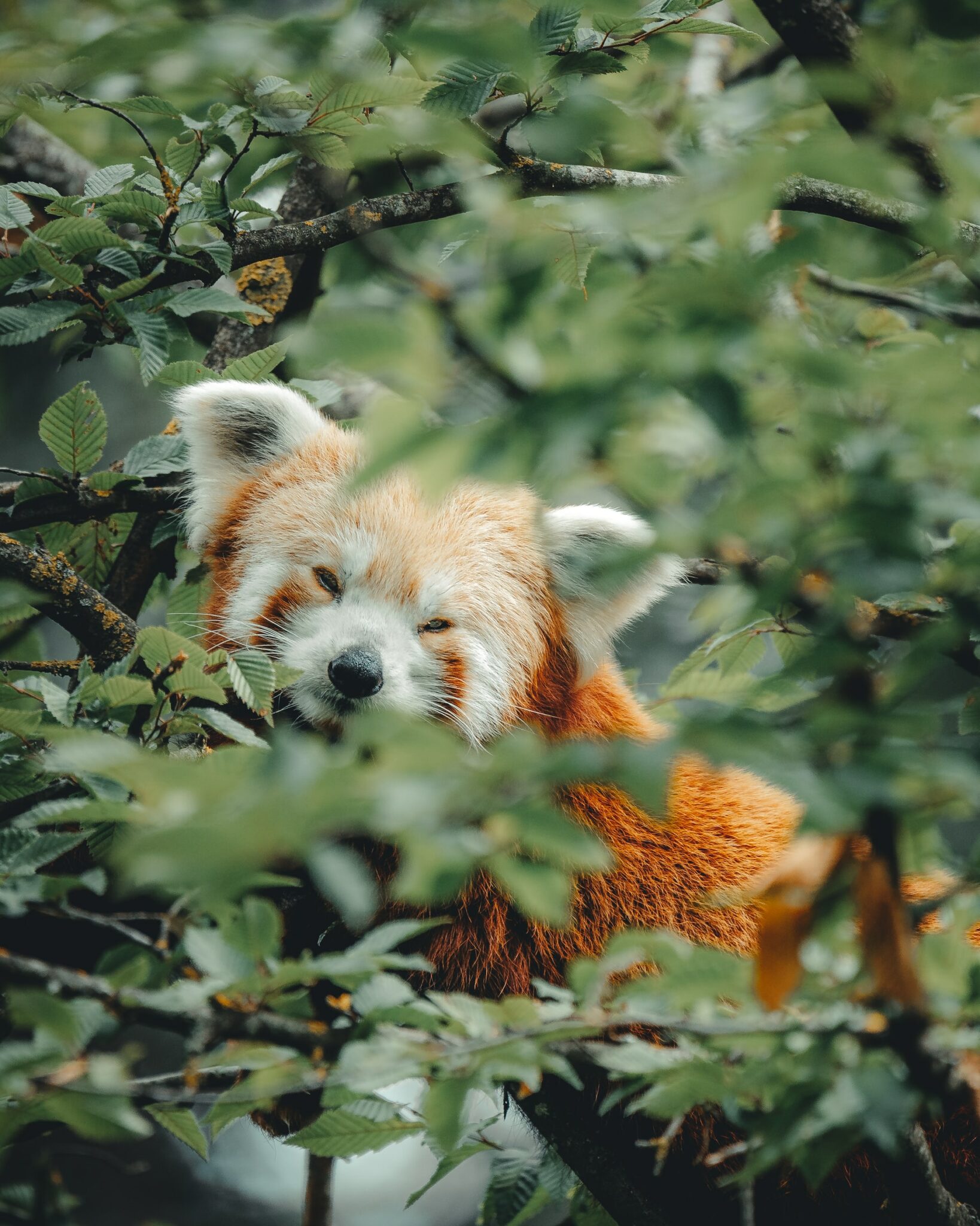 Can 50 Protected Areas Save The Red Pandas From Disappearing Forever