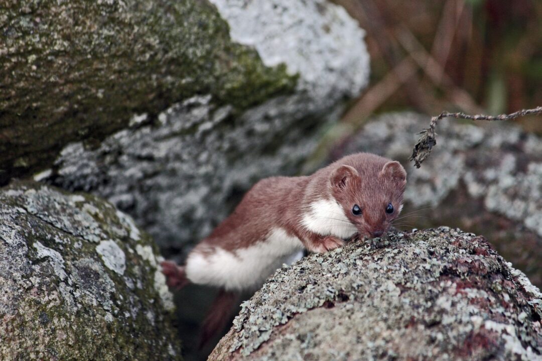 Rodents - Animals Around The Globe
