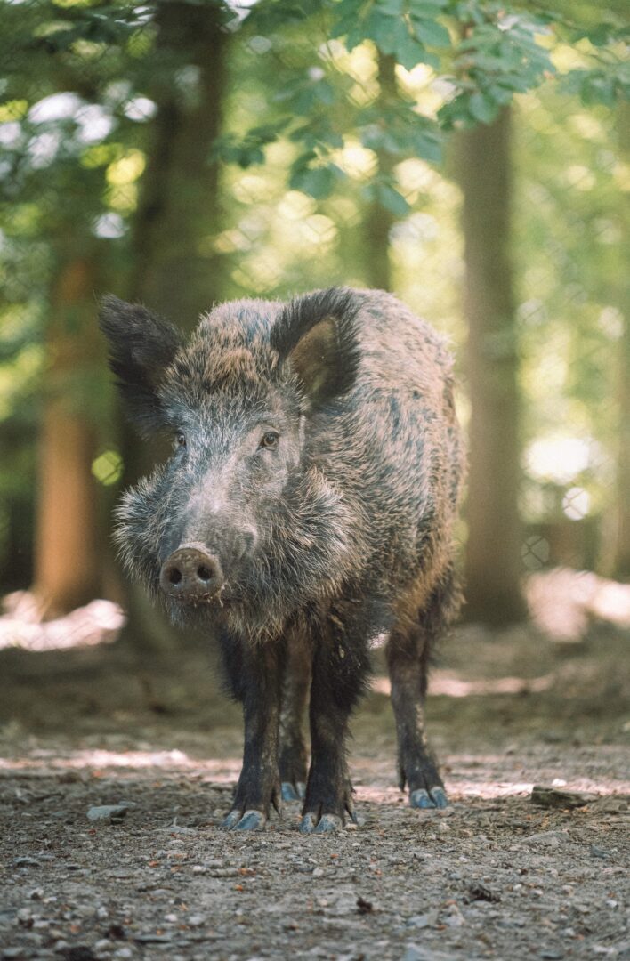 The Tale of the 1,100-lb Hog: A Record-Breaking Hunt in Fayette County ...