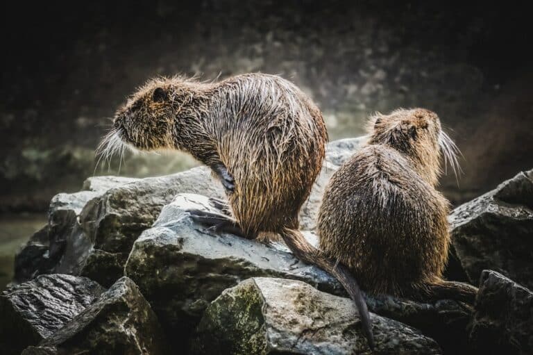 How Beavers Are Shaping Entire Ecosystems Across North America
