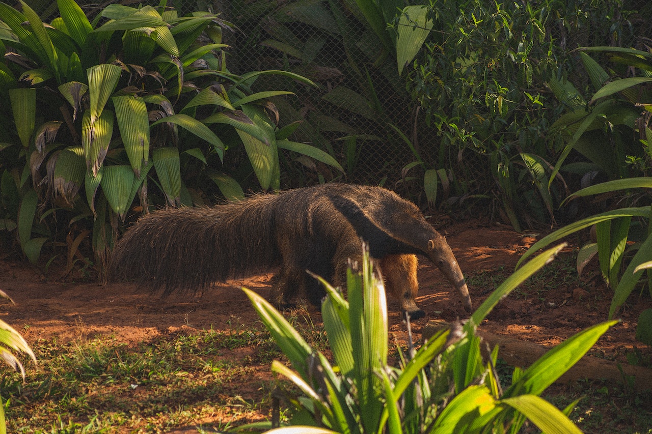 How Giant Anteaters Battle Jaguars - Animals Around The Globe
