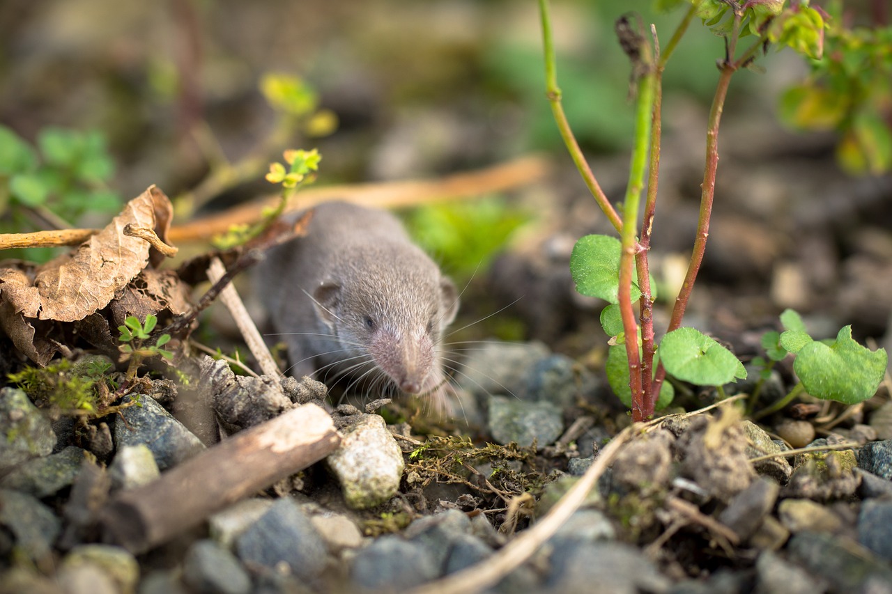 The Smallest Mammal Weighs Less Than a Penny - Animals Around The Globe