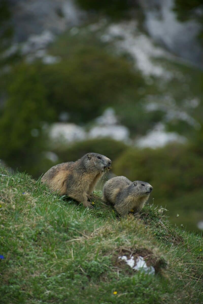Chunk, The Groundhog Loves a Snack and Becomes a Star - Animals Around ...