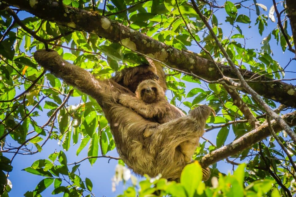 12 Wild Animals That Are Surprisingly Gentle Towards Humans - Animals ...