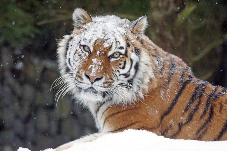 Siberian Tiger vs. African Lion - Animals Around The Globe