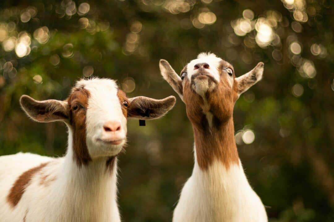 What Sound Do Goats Make and Why? - Animals Around The Globe