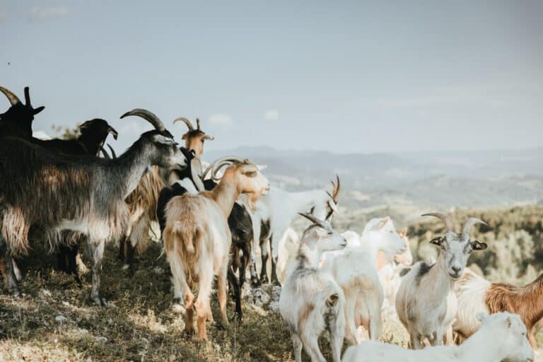 What Sound Do Goats Make and Why? - Animals Around The Globe