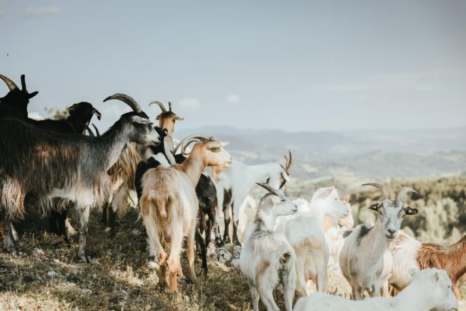 What Sound Do Goats Make and Why? - Animals Around The Globe