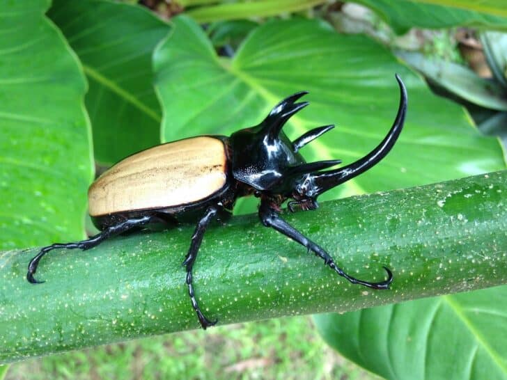 How the Hercules Beetle Lifts 850 Times Its Own Weight - Animals Around ...
