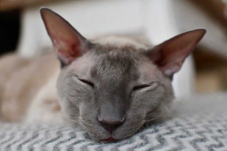 13 Strange Cat Behaviors and What They Really Mean - Animals Around The ...