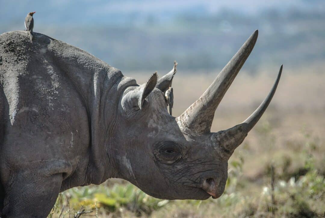 Top 15 Recently Extinct Animals You Should Know About - Animals Around ...