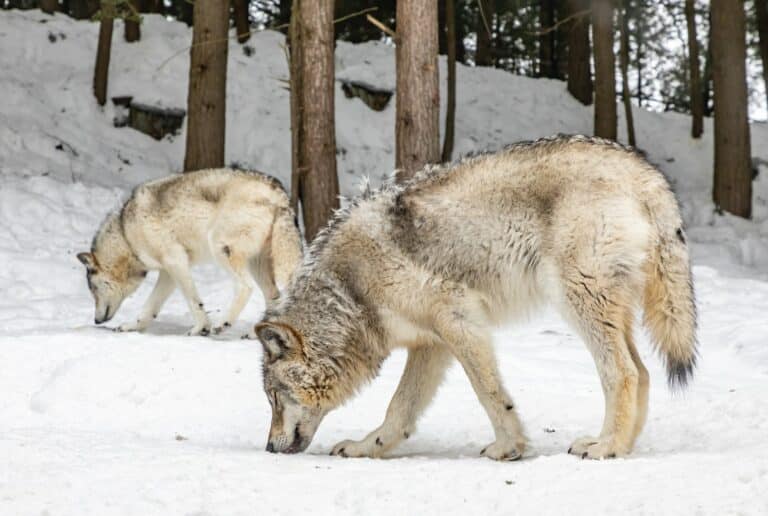 The Ultimate Showdown Between a Grizzly Bear and a Pack of Wolves ...