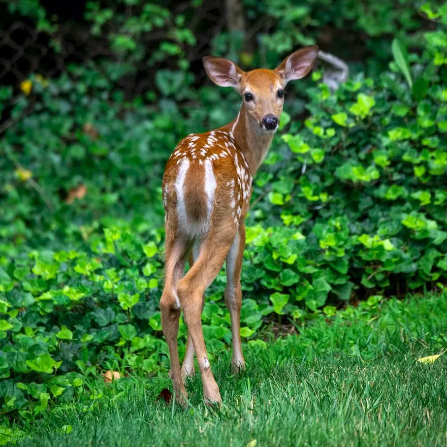 Baby Deer