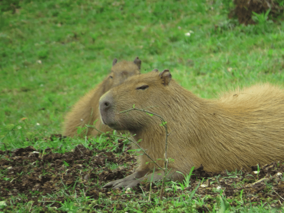 Capybara - Animals Around The Globe
