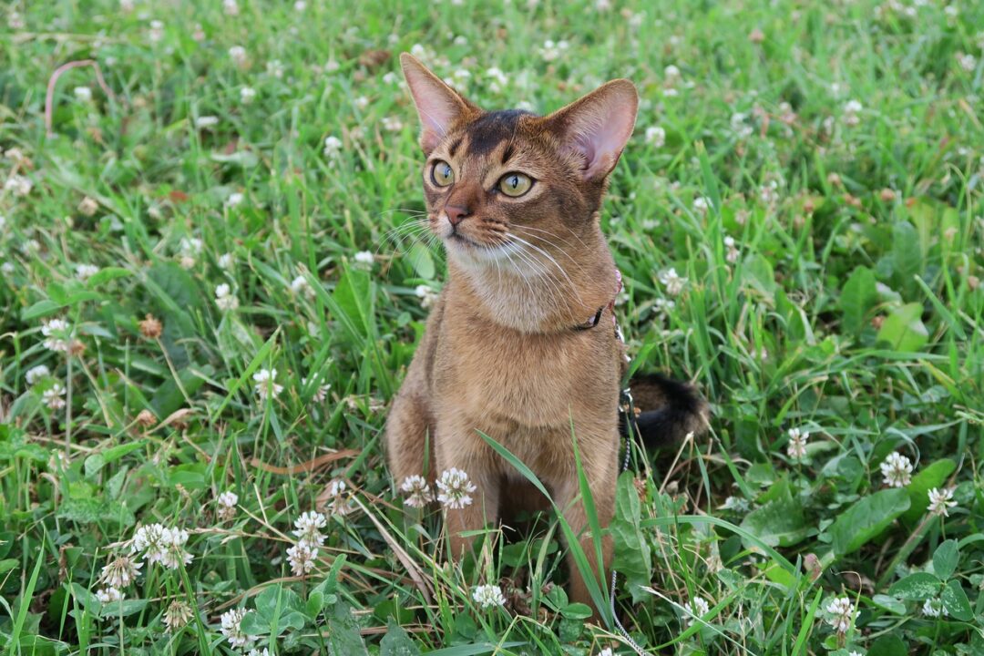 Os animais bebês mais fofos que você já viu - Animais ao redor do mundo