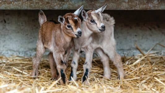 What Sound Do Goats Make and Why? - Animals Around The Globe