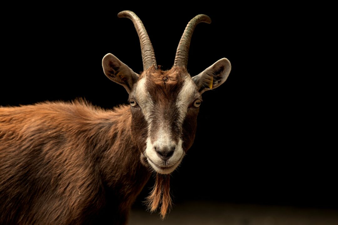 What Sound Do Goats Make and Why? - Animals Around The Globe