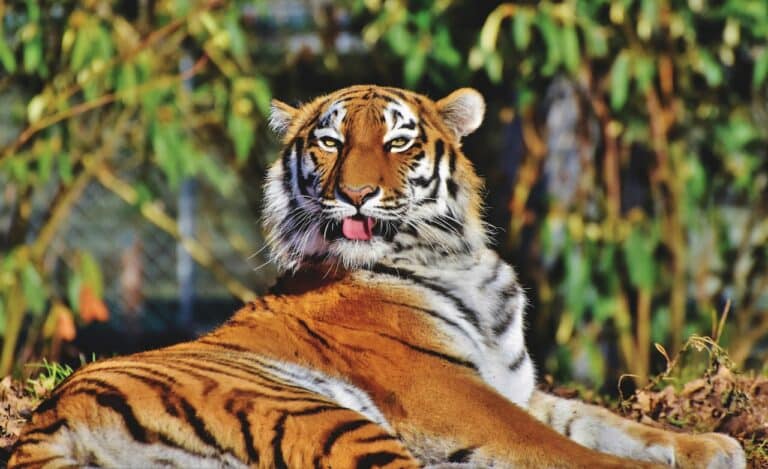 Largest Siberian Tiger Ever Recorded - Animals Around The Globe