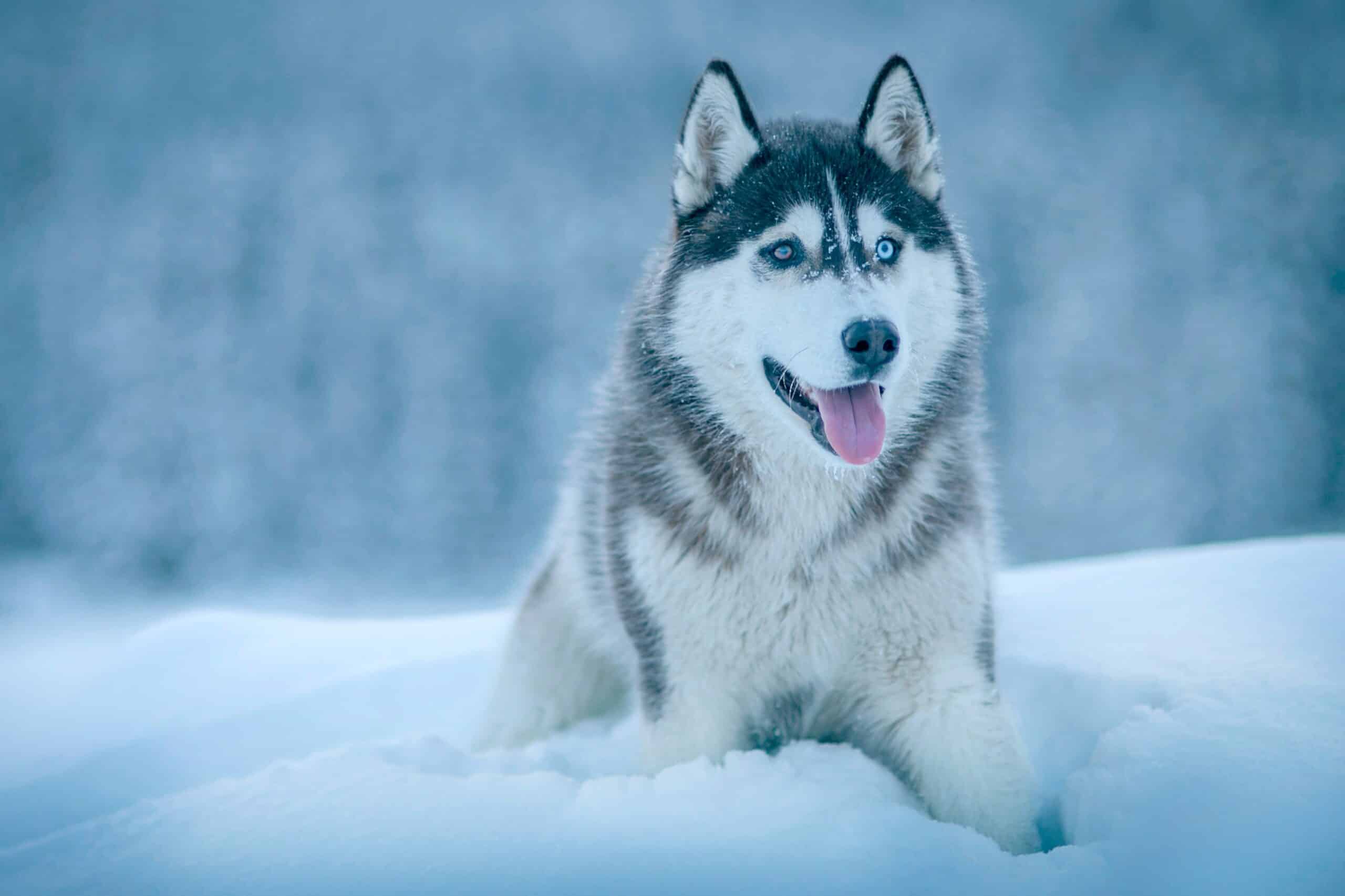 Siberian Lion Dog