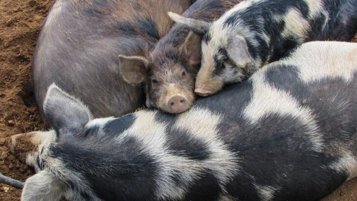 The Surprising Intelligence of Pigs in Puzzle Solving