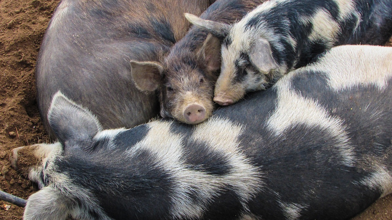 The Adorable World of Baby Pigs - Animals Around The Globe