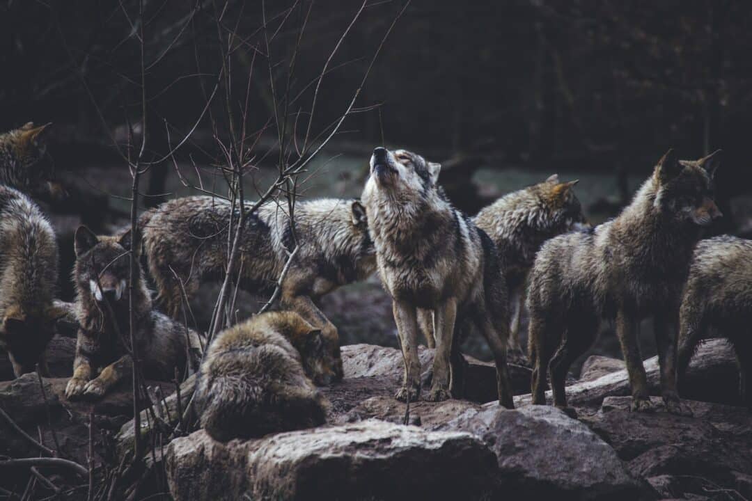 The Ultimate Showdown Between a Grizzly Bear and a Pack of Wolves ...