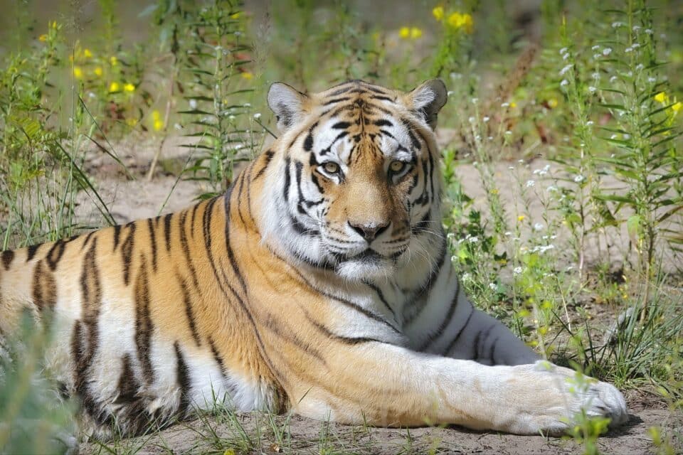 Siberian Tiger vs. African Lion - Animals Around The Globe
