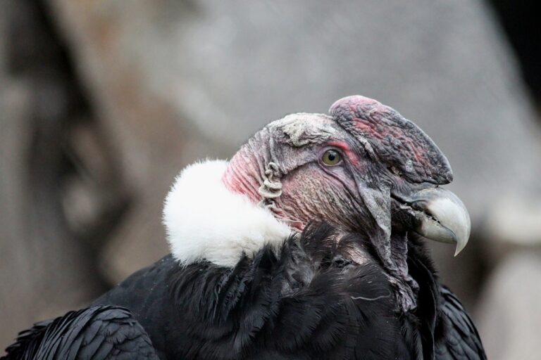 41 Animals That Eat Gross Things - Animals Around The Globe