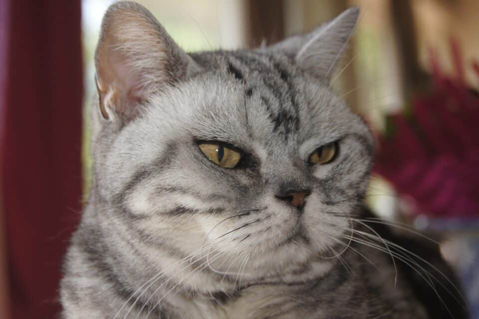 The American Shorthair Enigma - Animals Around The Globe