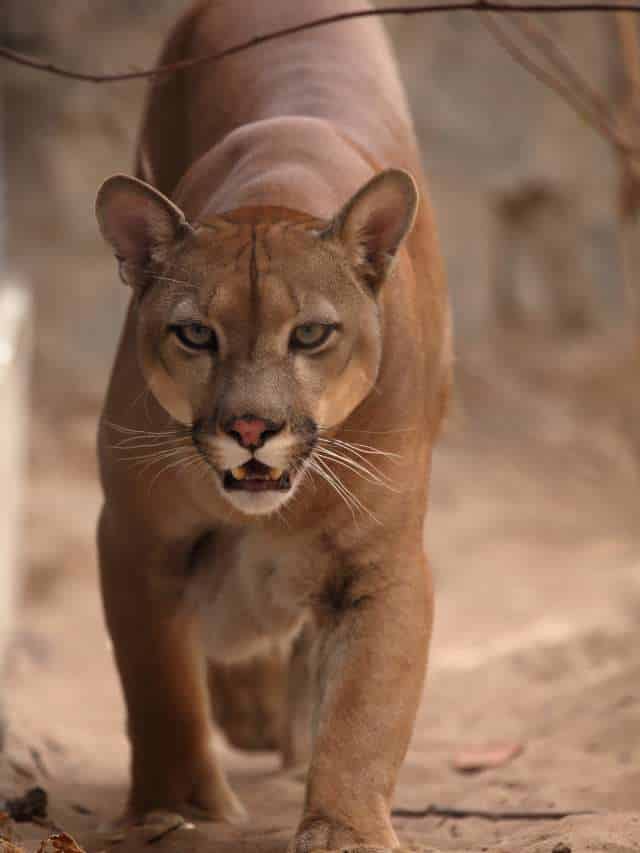 Animals in South Dakota - Animals Around The Globe