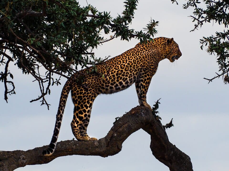 Largest Jaguar Ever Recorded in Arizona (57lb) - Animals Around The Globe