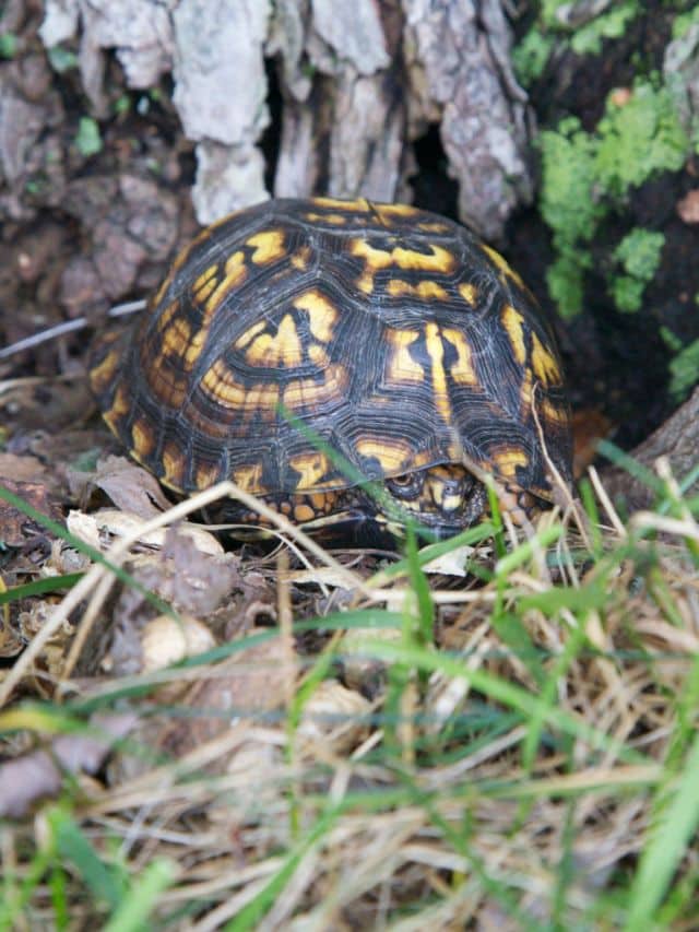 15 Animals That Hibernate - Animals Around The Globe