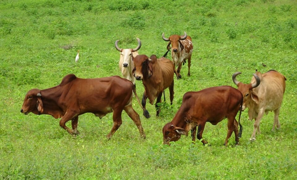 All About the Interesting Zebu - Animals Around The Globe