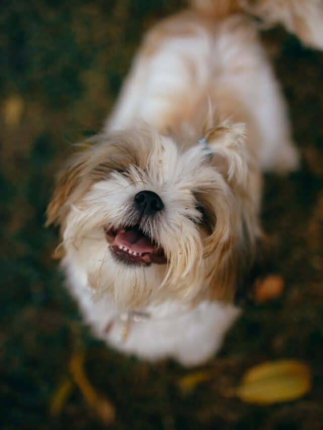 The Shih Poo – Fofo, Amigável e Fabuloso – Animais ao Redor do Mundo