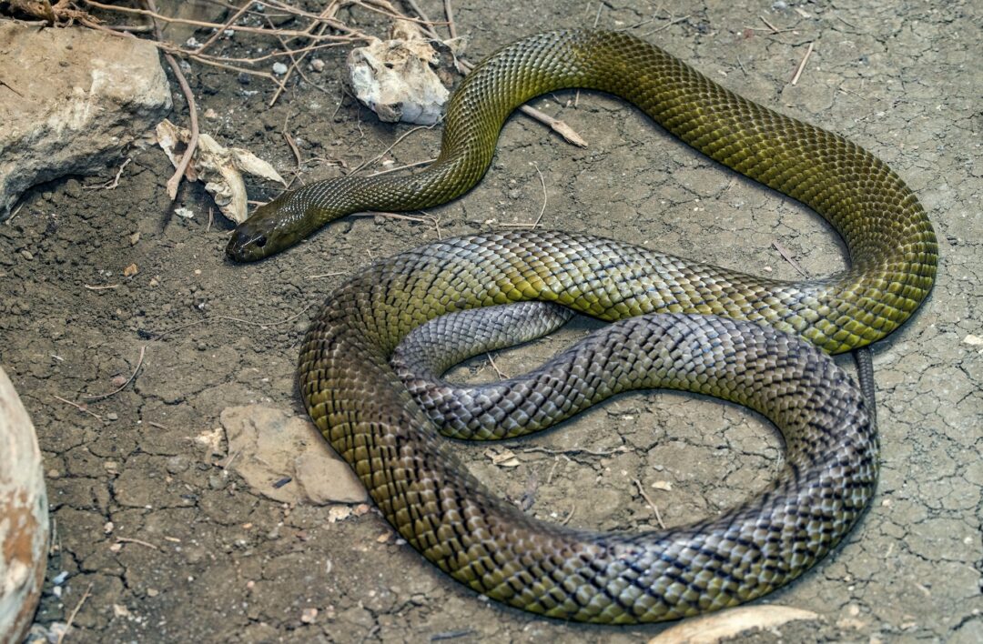 Snakes - Animals Around The Globe
