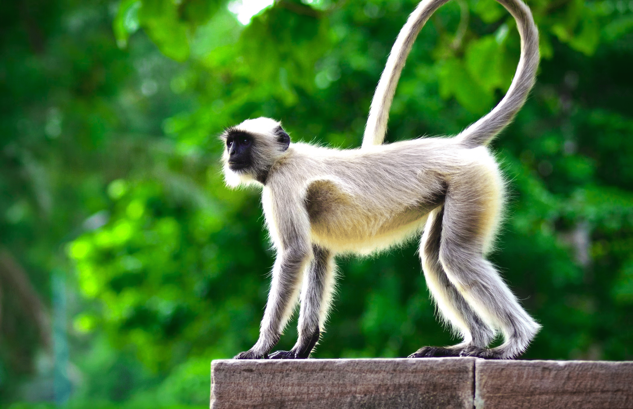 Discover The World Of Gibbons - Animals Around The Globe