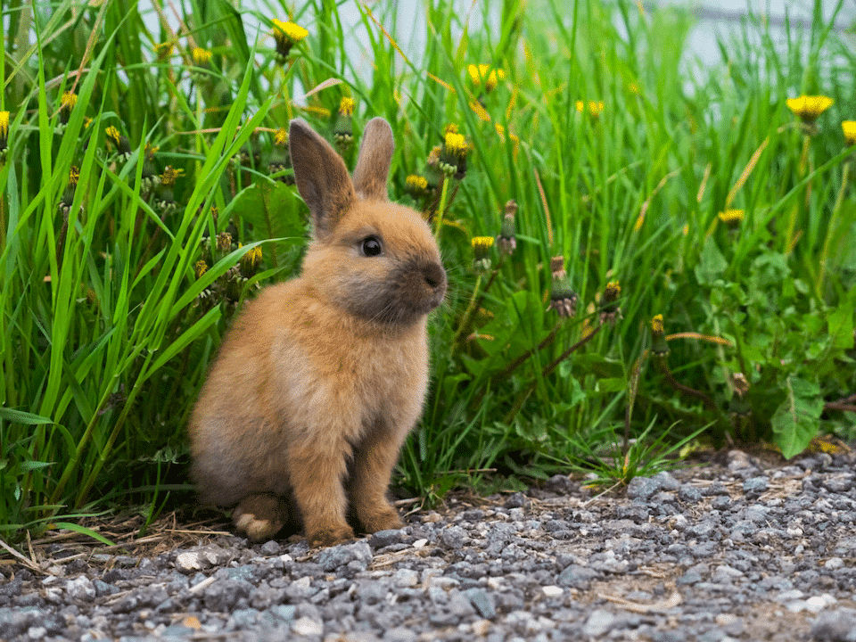 Os animais bebês mais fofos que você já viu - Animais ao redor do mundo