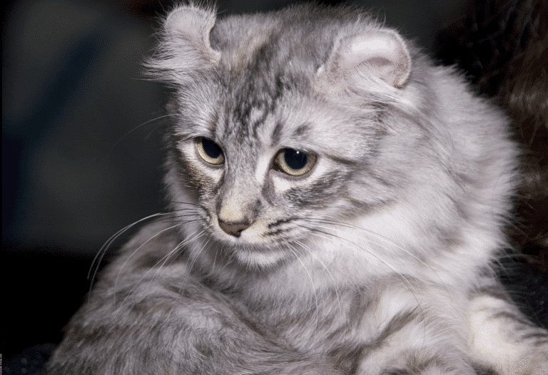 American Curl - Animals Around The Globe