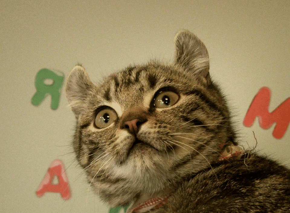 American Curl - Animals Around The Globe