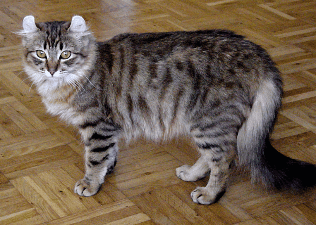American Curl - Animals Around The Globe