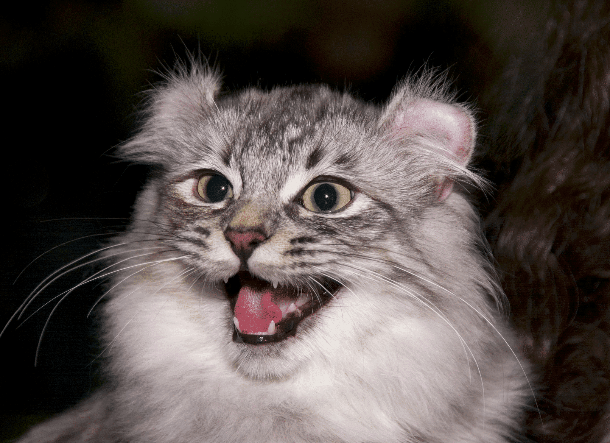 American Curl - Animals Around The Globe