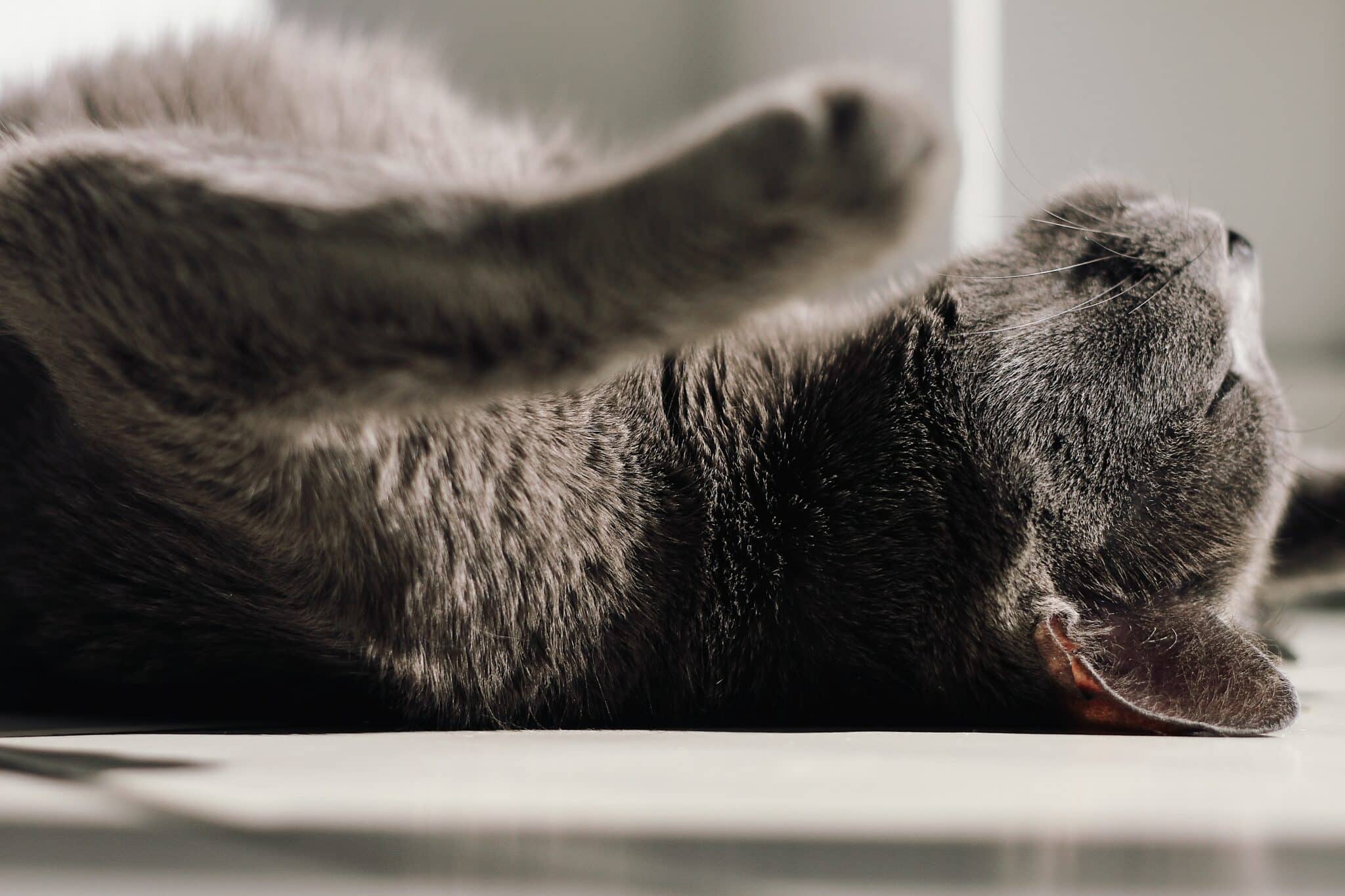 15 Rare Cat Breeds You Did not Know Existed - Animals Around The Globe