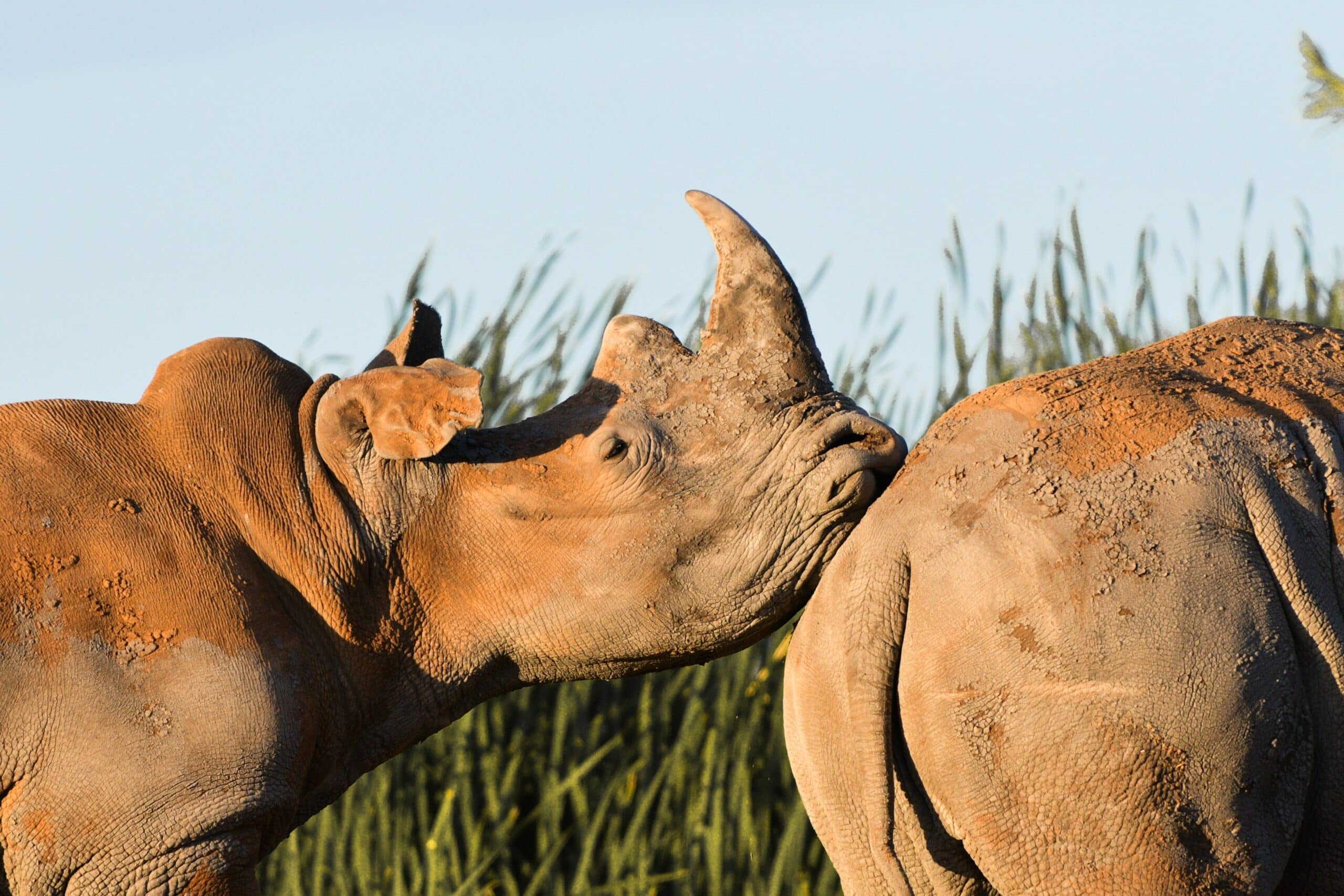 12 Things That Make Rhinos So Unique Among Mammals - Animals Around The ...