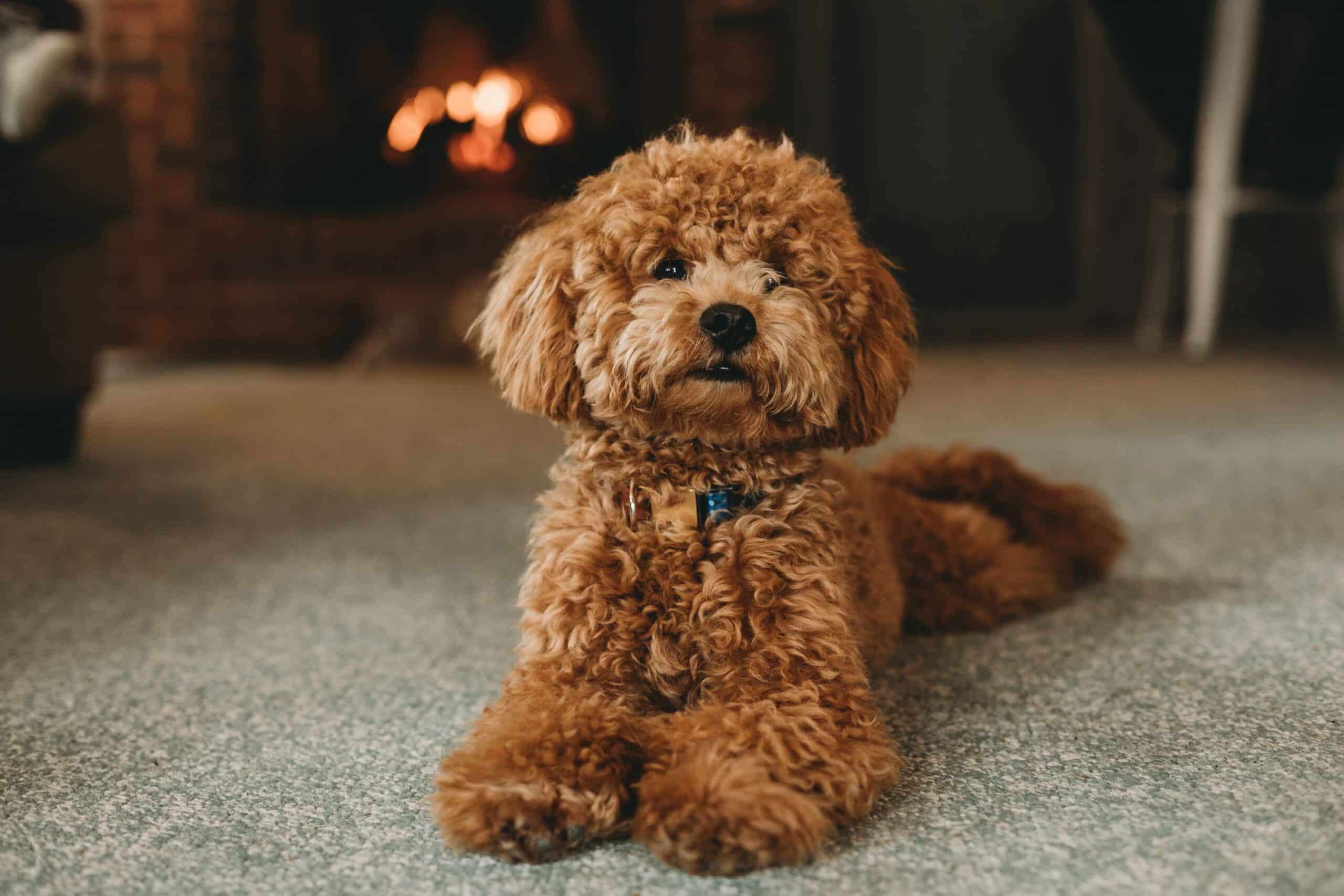 Beagle Toy Poodle Mix