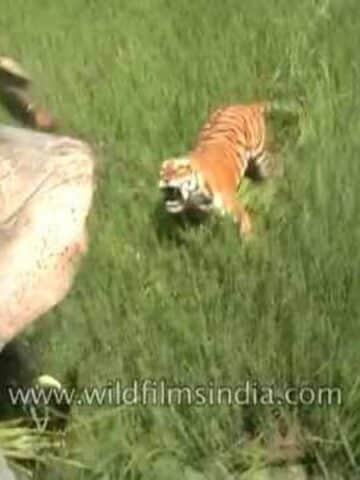 Attacks - Animals Around The Globe